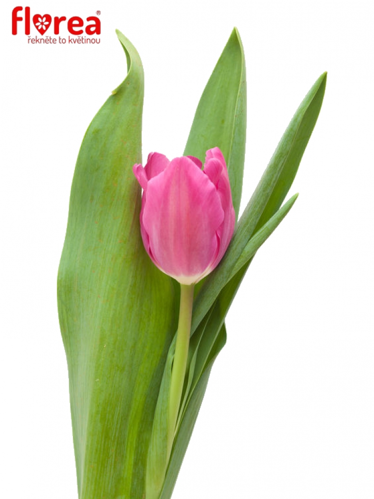 Tulipán s cibulkou MATCHMAKER 60cm/120g