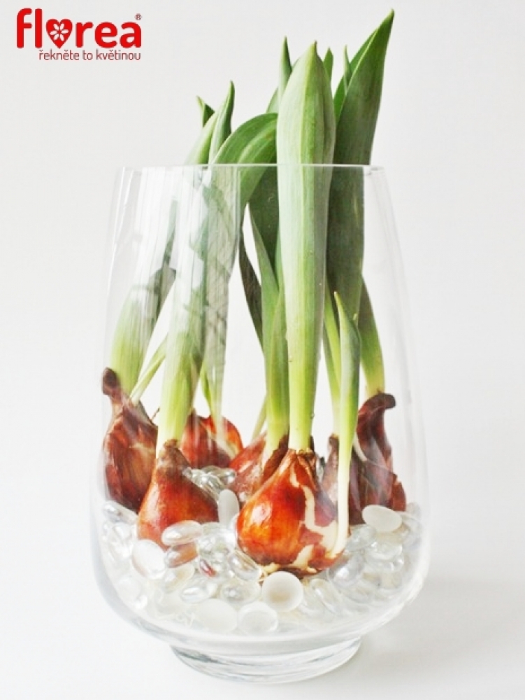 Tulipán s cibulkou MATCHMAKER 60cm/120g