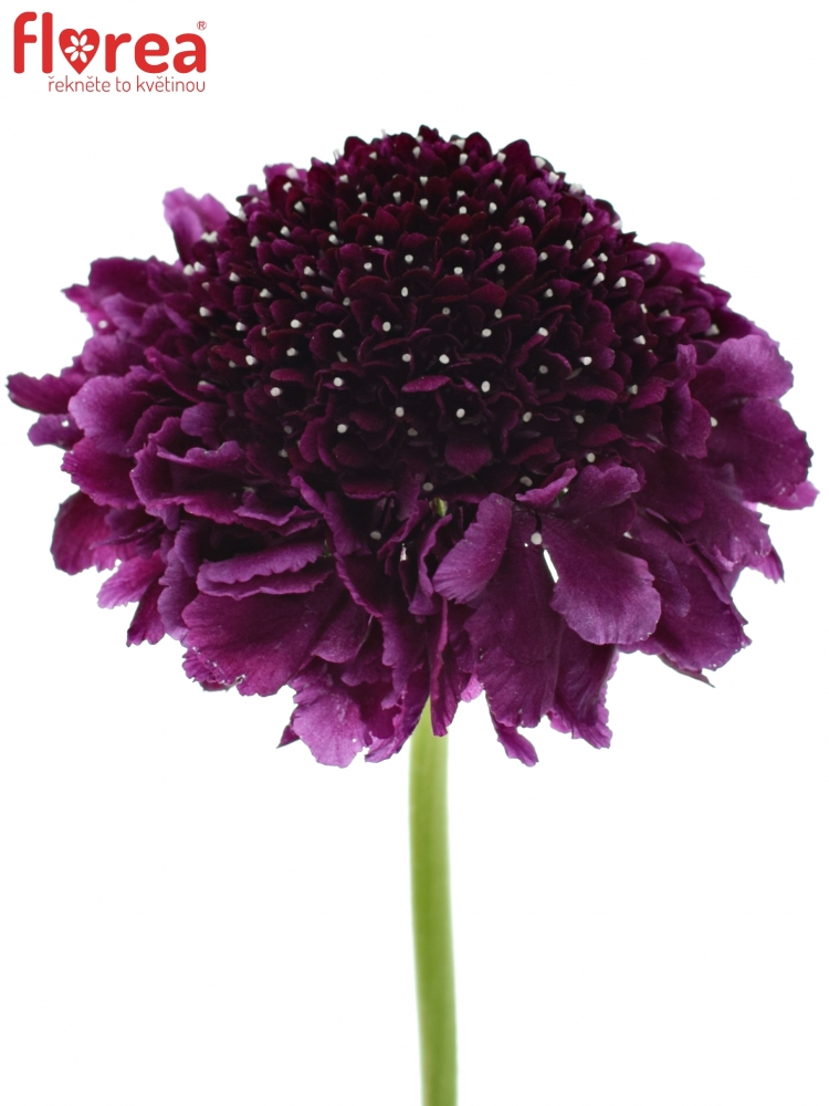 Scabiosa AT F SCOOP DARK PURPLE 50cm