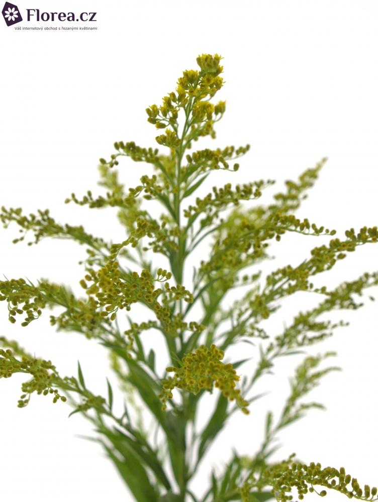 SOLIDAGO TARA GOLD 70cm/40g