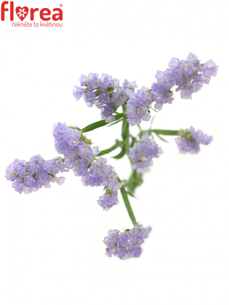 Statice S DENIM WINGS 55cm/35g