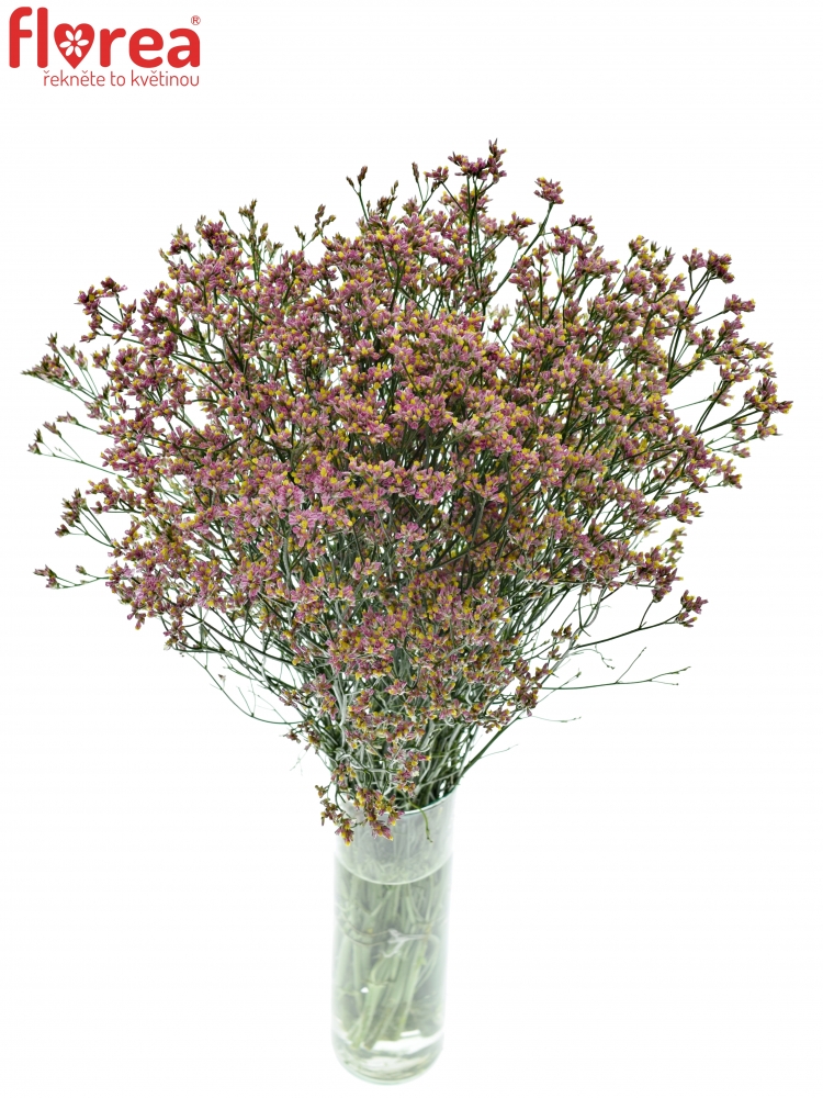 Statice SINENSIS BLUSH DIAMOND 70cm/25g