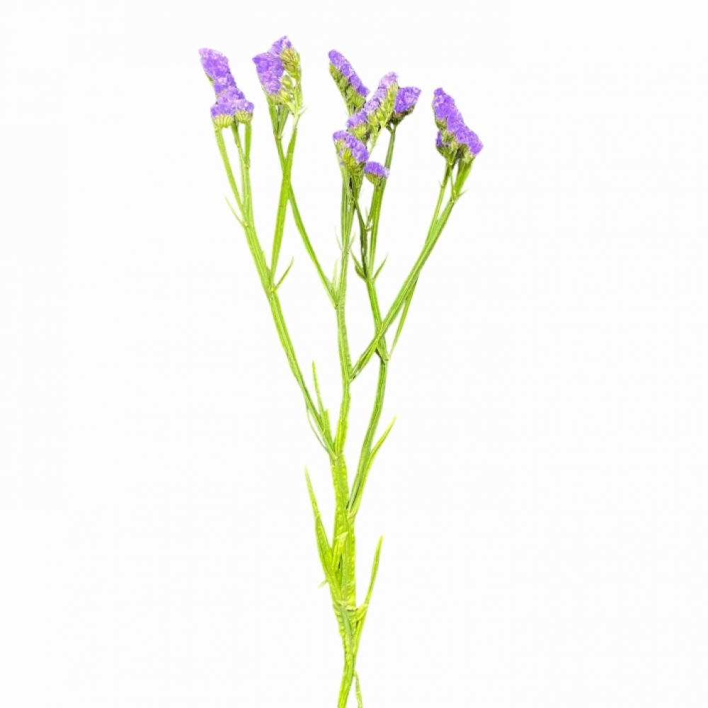 Statice SINUATUM OCEAN WINGS 80 cm / 40 g
