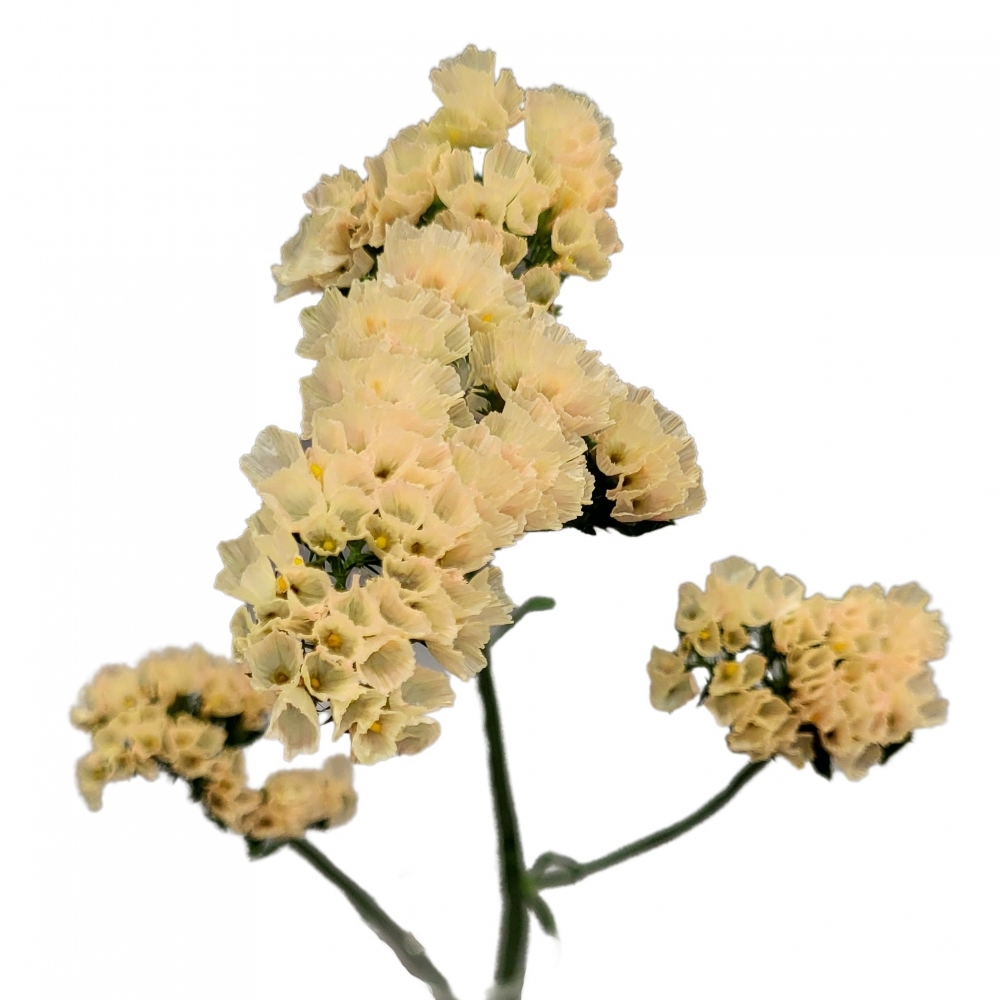 Statice SINUATUM SINUET HONEY APRICOT 40cm/15g