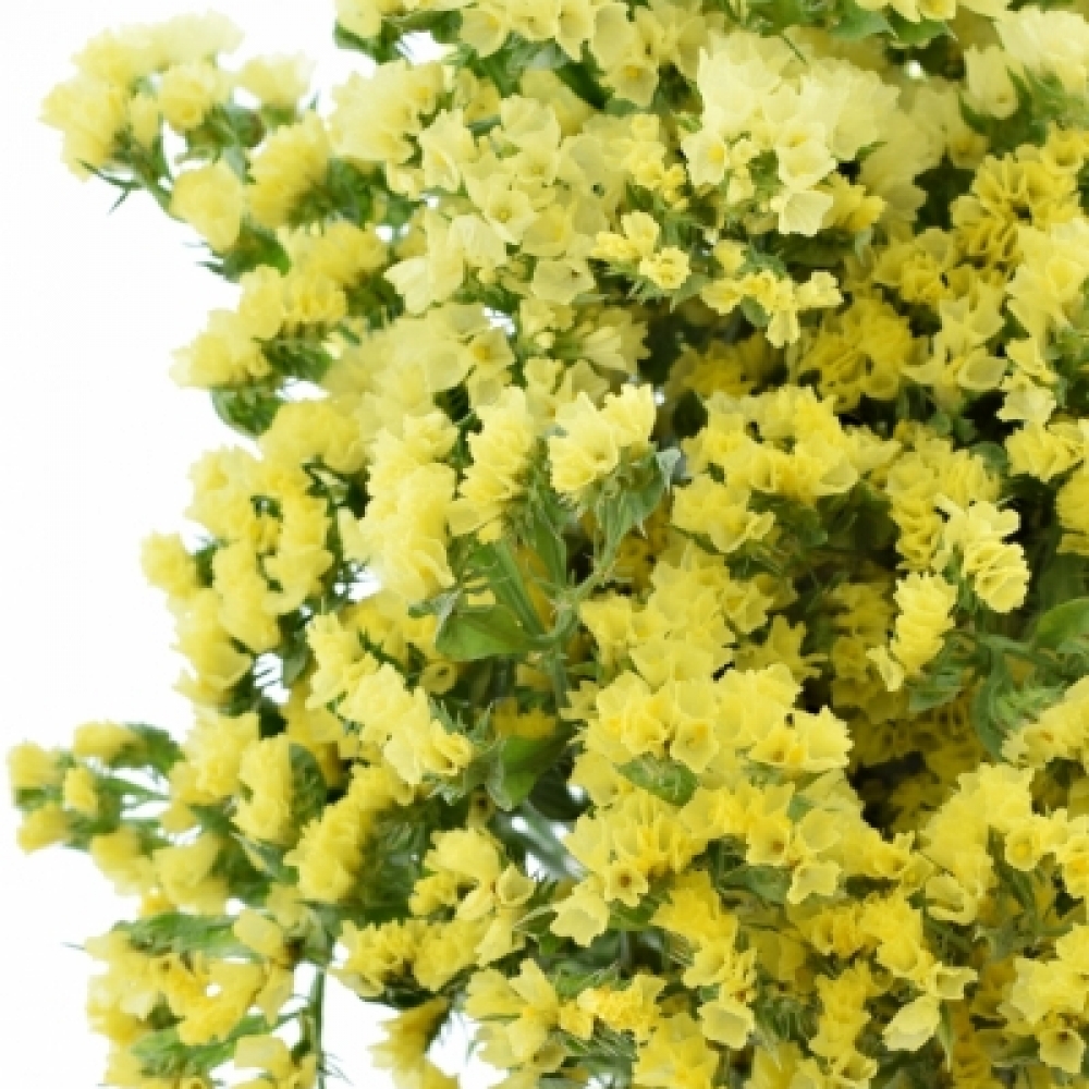 Statice SINUATUM YELLOW WINGS 70cm/45g