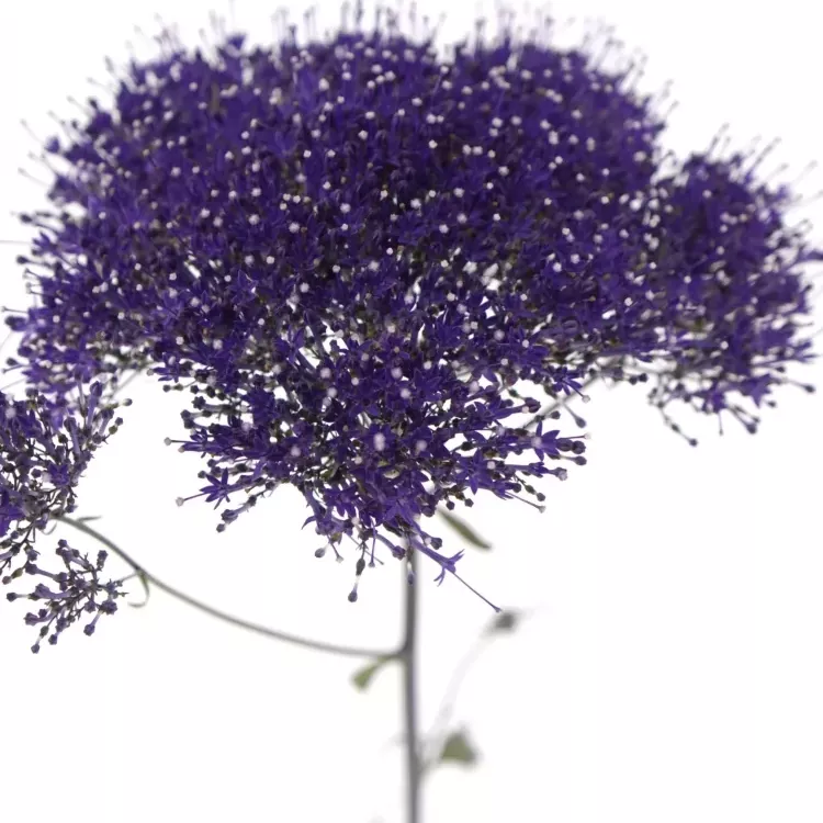 TRACHELIUM LAKE BLUE MICHIGAN 35cm