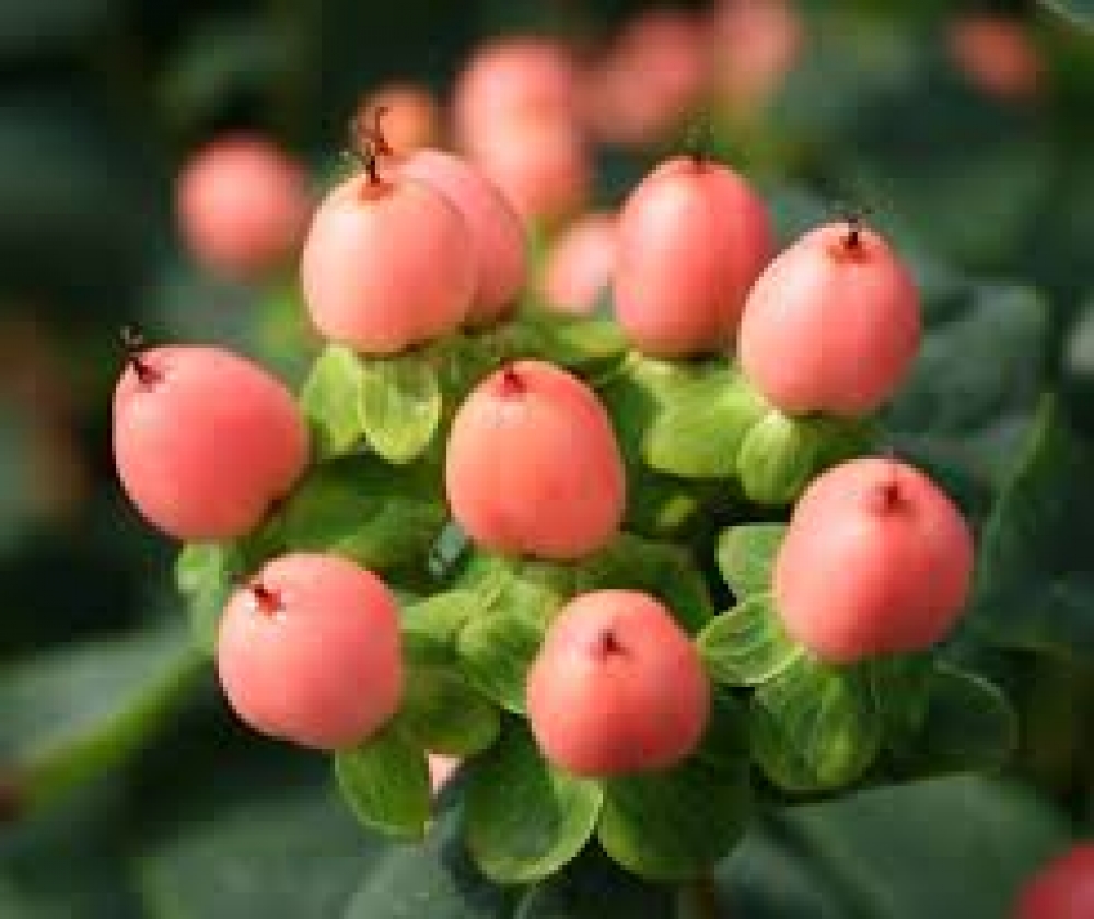 HYPERICUM MAGICAL BEAUTY 40cm