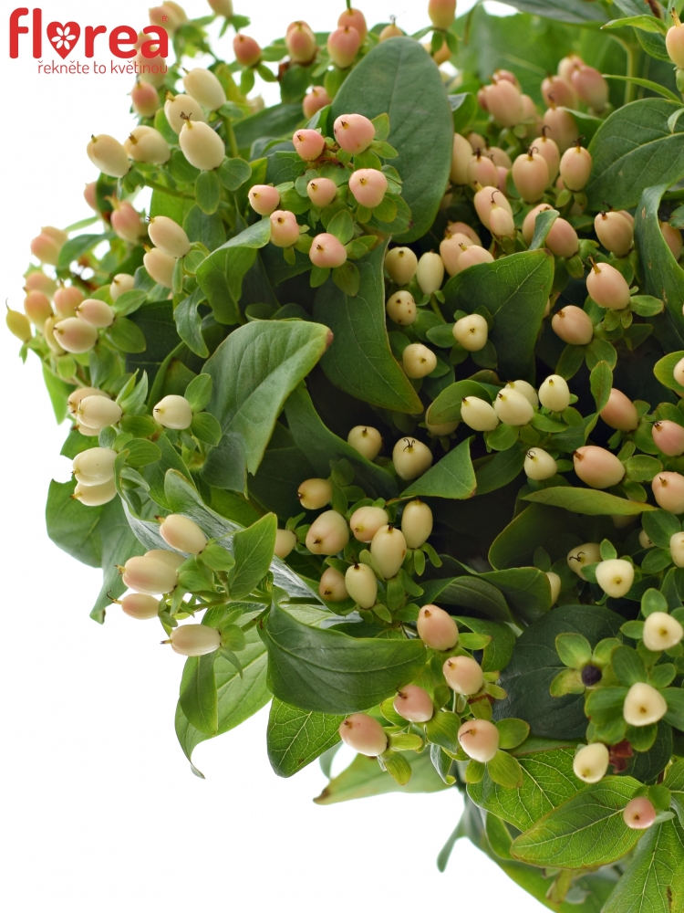 HYPERICUM MAGICAL PINK FALL 40cm