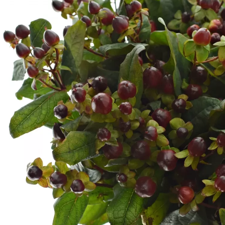 HYPERICUM MAGICAL UNIVERSE 40cm