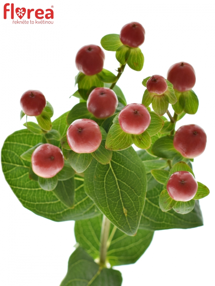 HYPERICUM TOMATO FLAIR 70cm