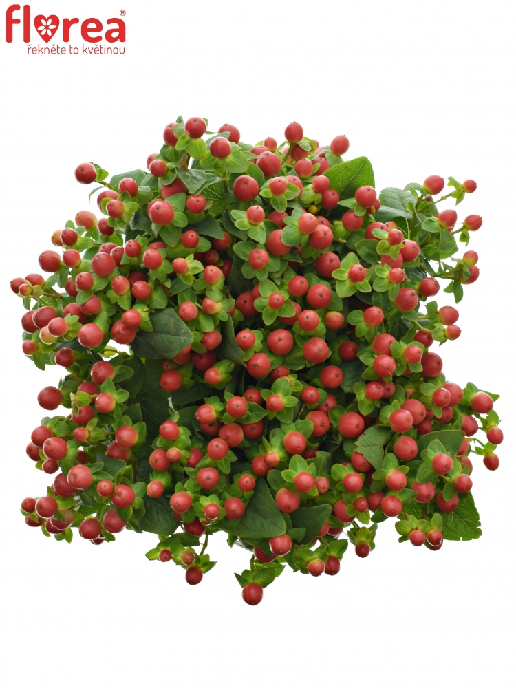 HYPERICUM TOMATO FLAIR 70cm