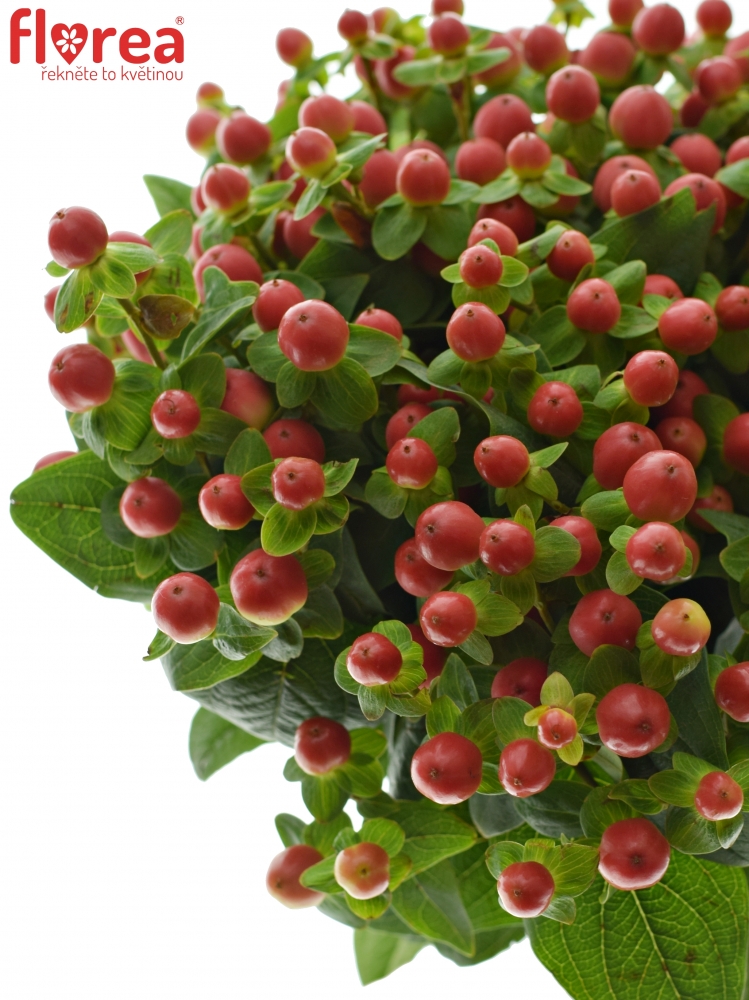 HYPERICUM TOMATO FLAIR 70cm