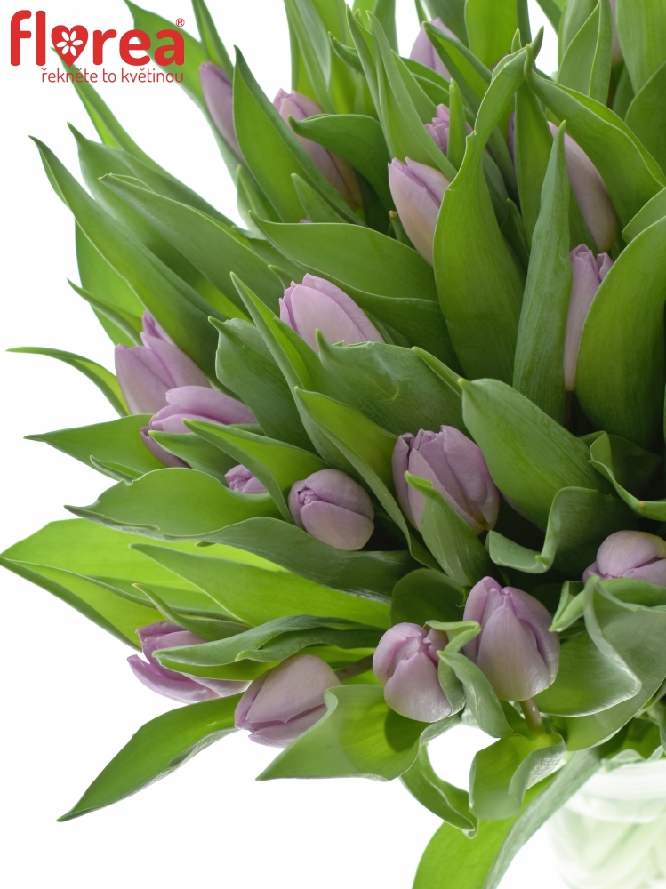 Tulipán EN CANDY PRINCE 36cm/25g