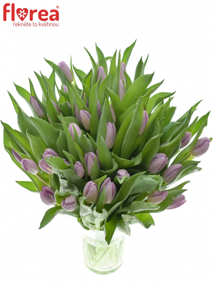 Tulipán EN CANDY PRINCE 36cm/25g