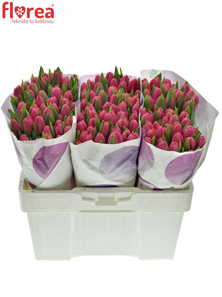 Tulipán EN CAROLA 40cm/25g