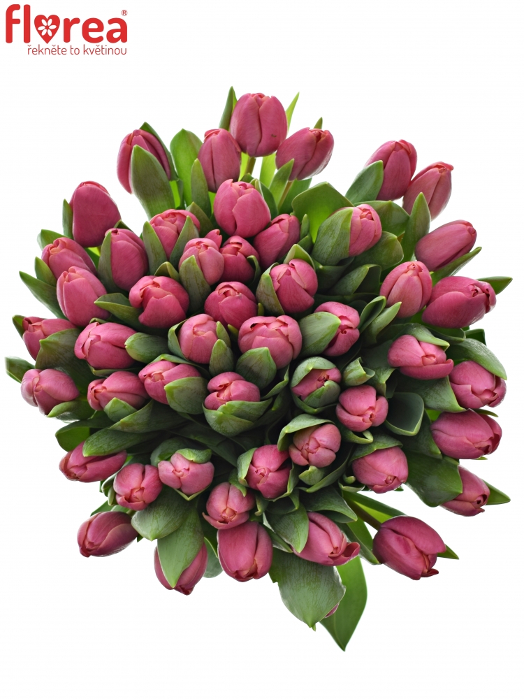 Tulipán EN CAROLA 40cm/25g