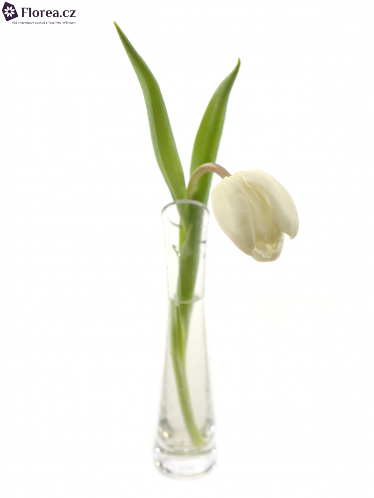 Tulipán EN WHITE FLAG 38cm/30g