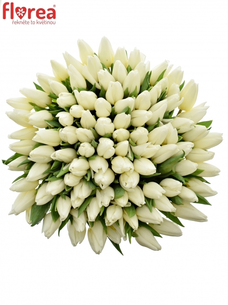 Tulipán EN WHITE FLAG 38cm/30g