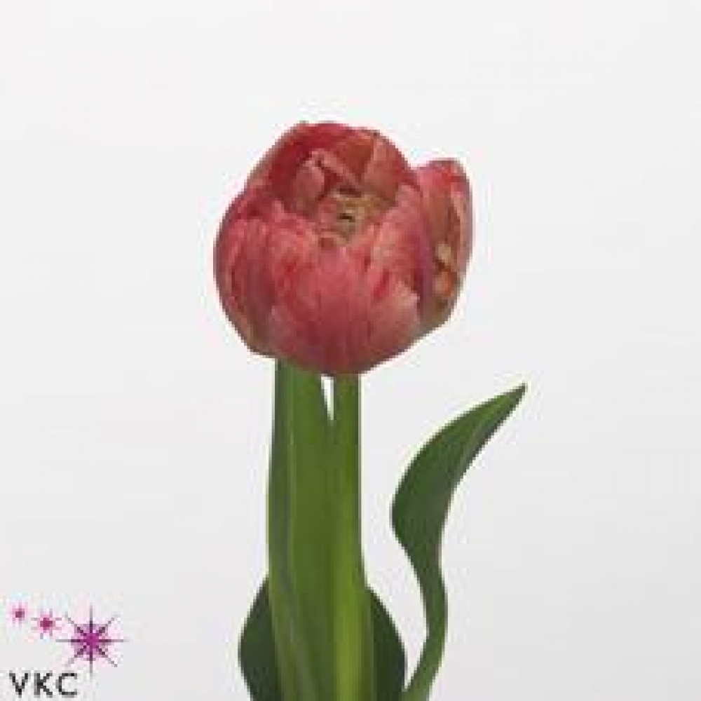 Tulipán DU LIBRETTO DOUBLE 30cm/26g