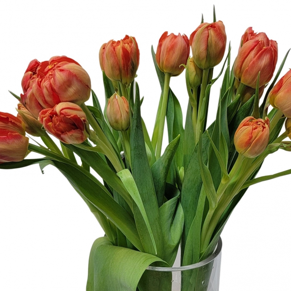 Tulipán DU VIKING 37cm/36g
