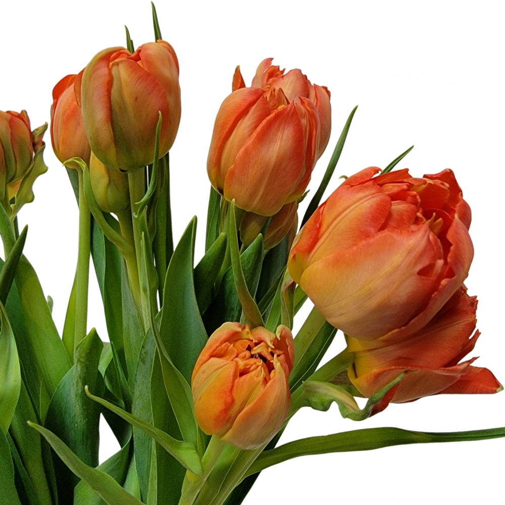 Tulipán DU VIKING 37cm/36g