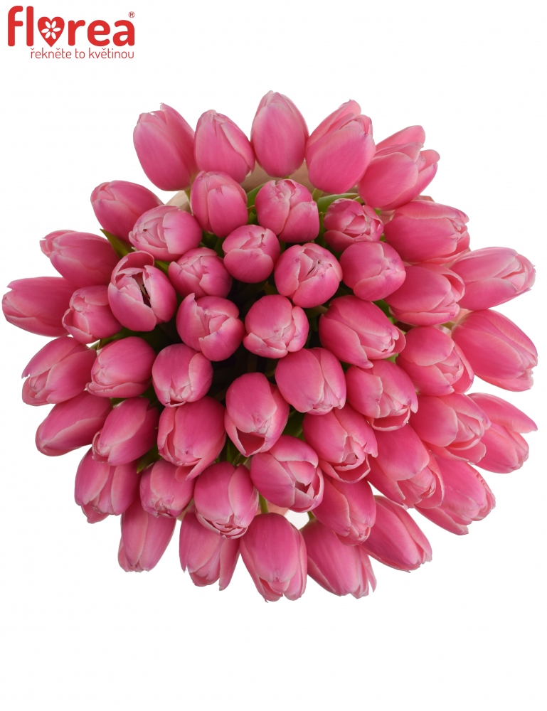 Tulipán EN MILKSHAKE 37cm/30g