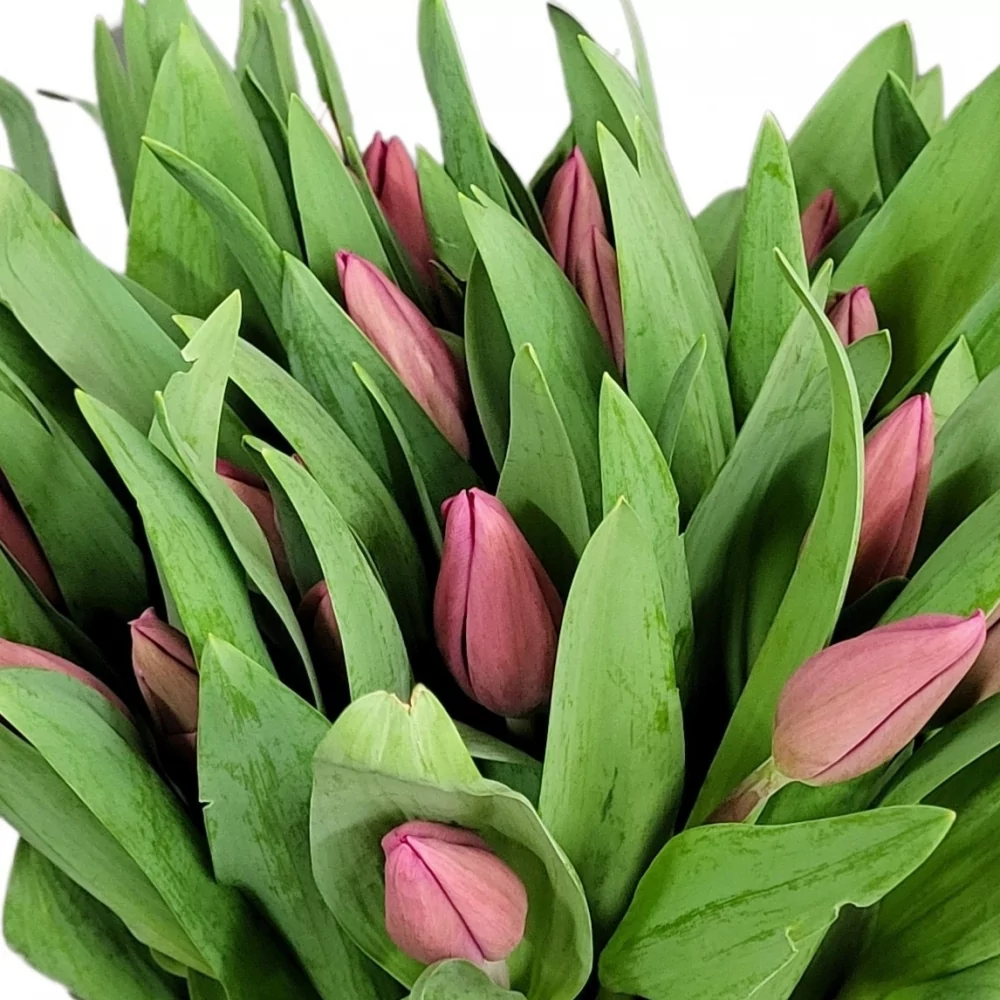 Tulipán EN PURPLE RAVEN 45cm/42g