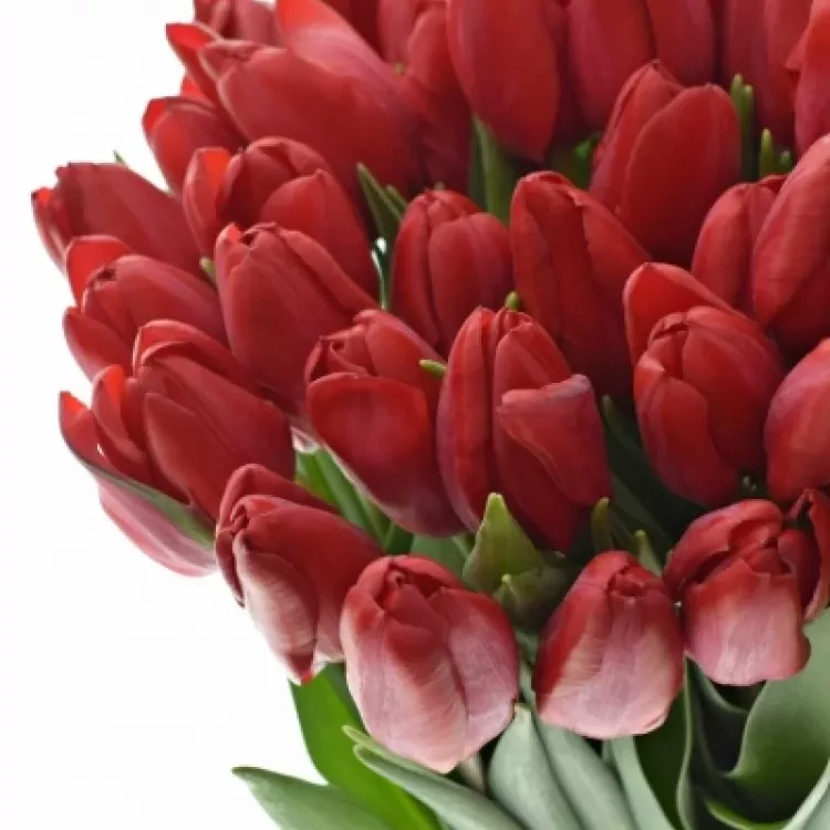 Tulipán EN SURRENDER 36cm/34g