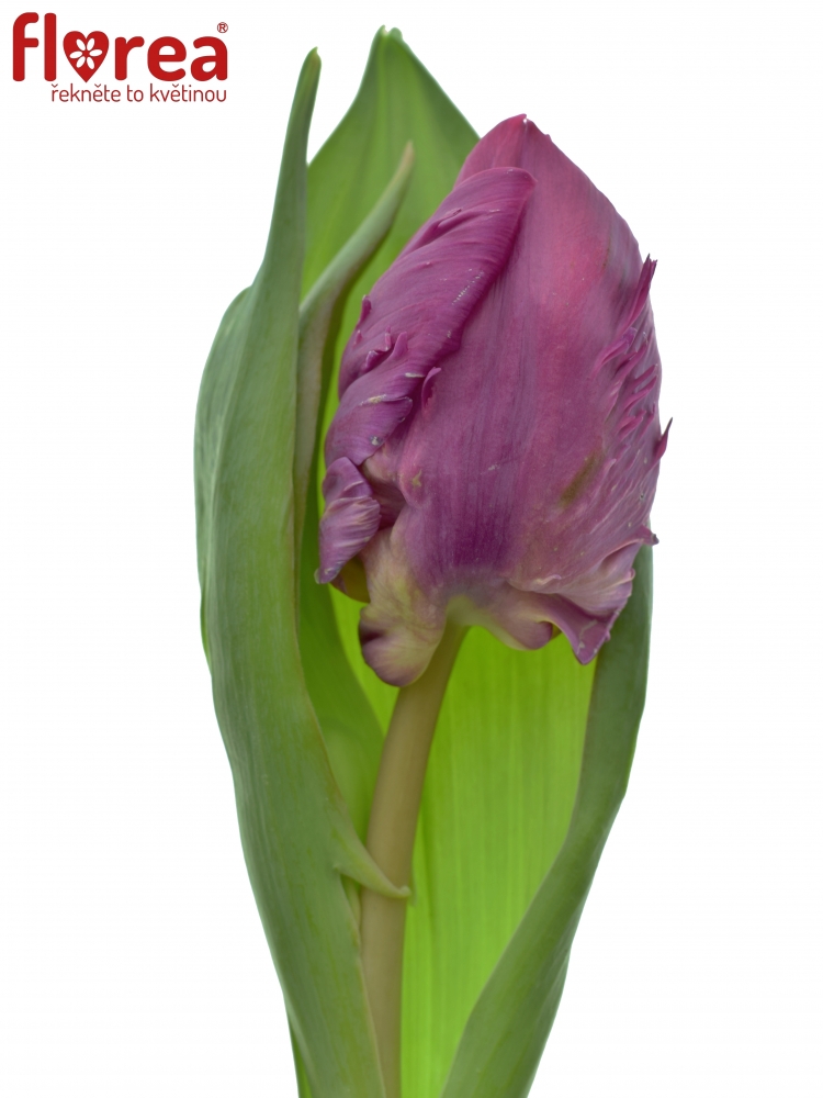 Tulipán PA PARROT PRINCE 32cm/34g