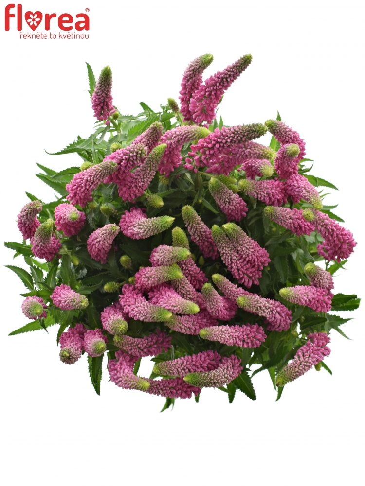 Veronica SMART ARTIST 60cm