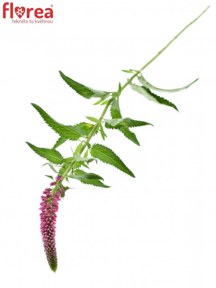 Veronica SMART ARTIST 60cm