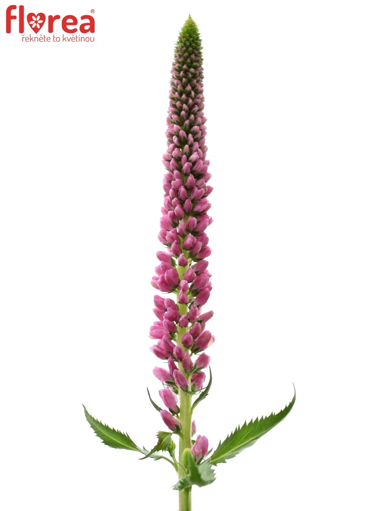 Veronica SMART ARTIST 60cm