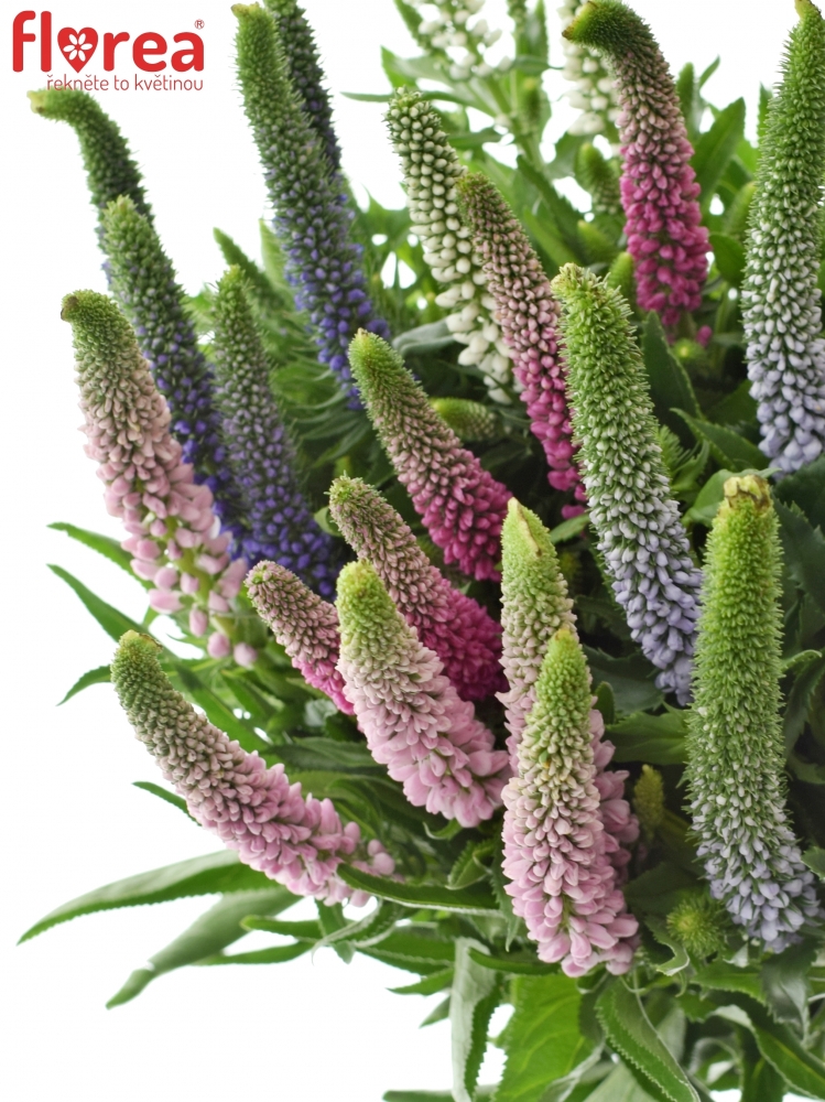 VERONICA SMART COLOURS MIX 60cm