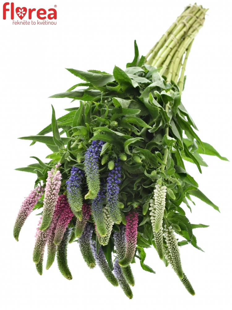 VERONICA SMART COLOURS MIX 60cm