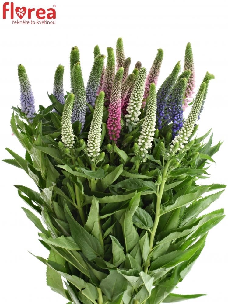 VERONICA SMART COLOURS MIX 60cm