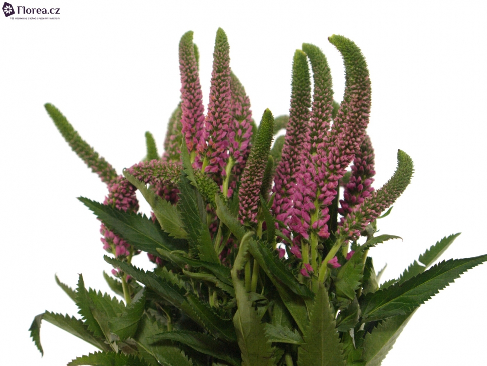VERONICA SMART ISELLE 50cm