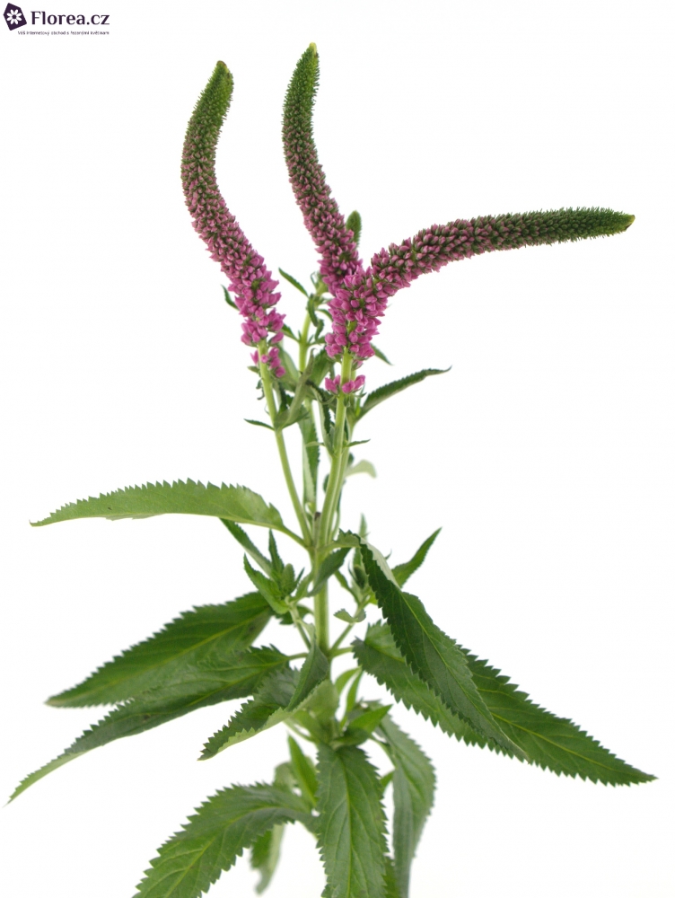 VERONICA SMART ISELLE 50cm