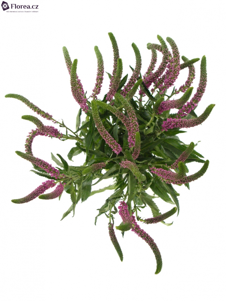 VERONICA SMART ISELLE 50cm