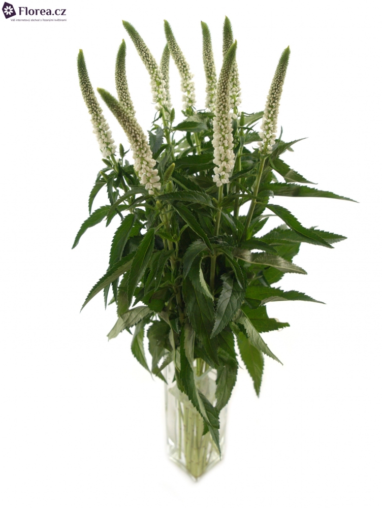 VERONICA SMART LUN 50cm