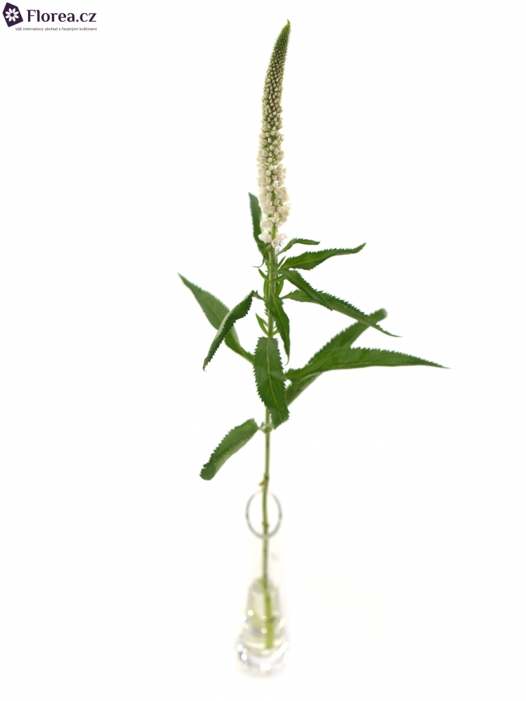 VERONICA SMART LUNA 60cm