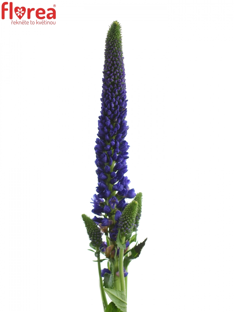 VERONICA SMART NAVY 50cm