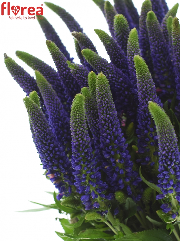 VERONICA SMART NAVY 50cm