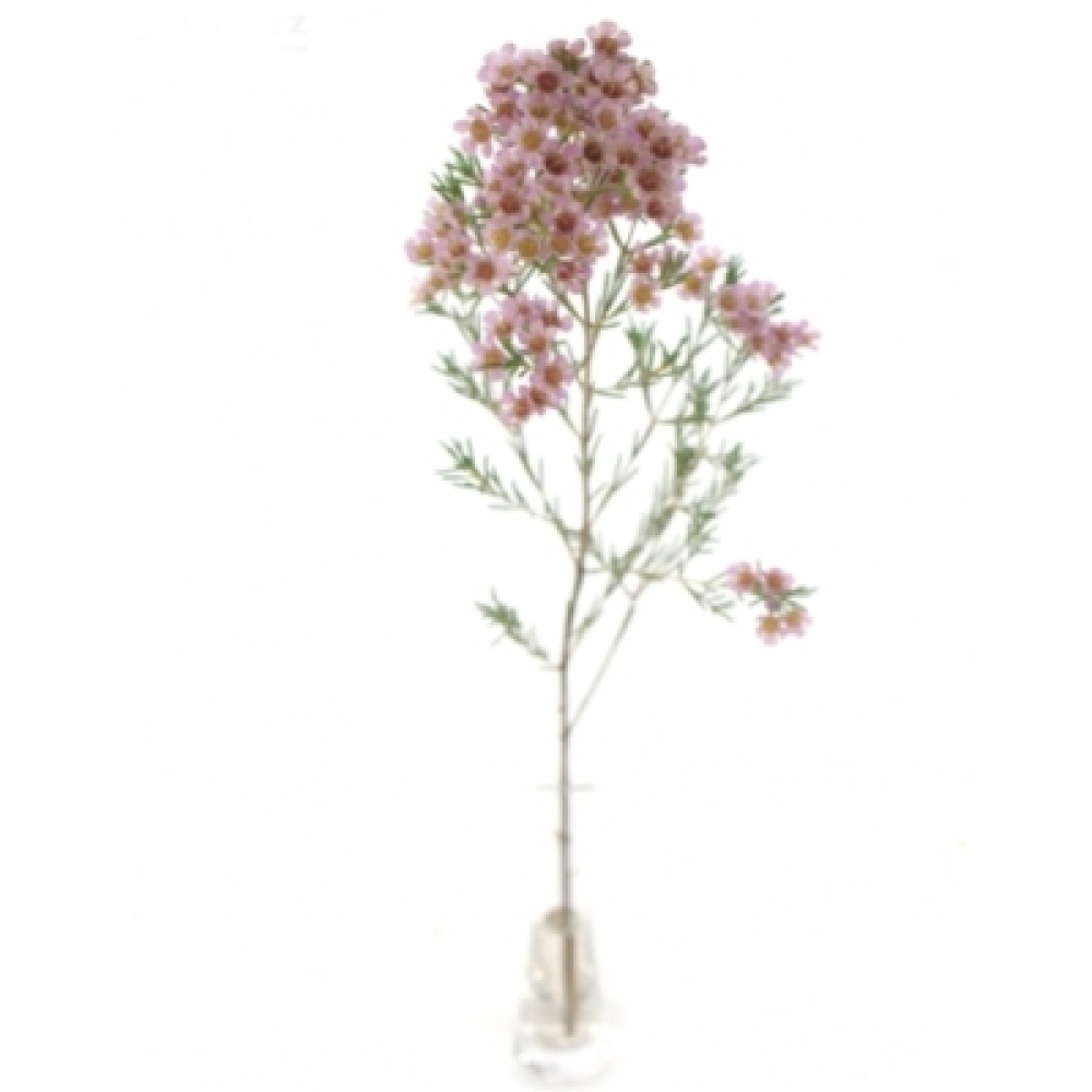 Voskáč ALOUANA 60 cm / 35 g