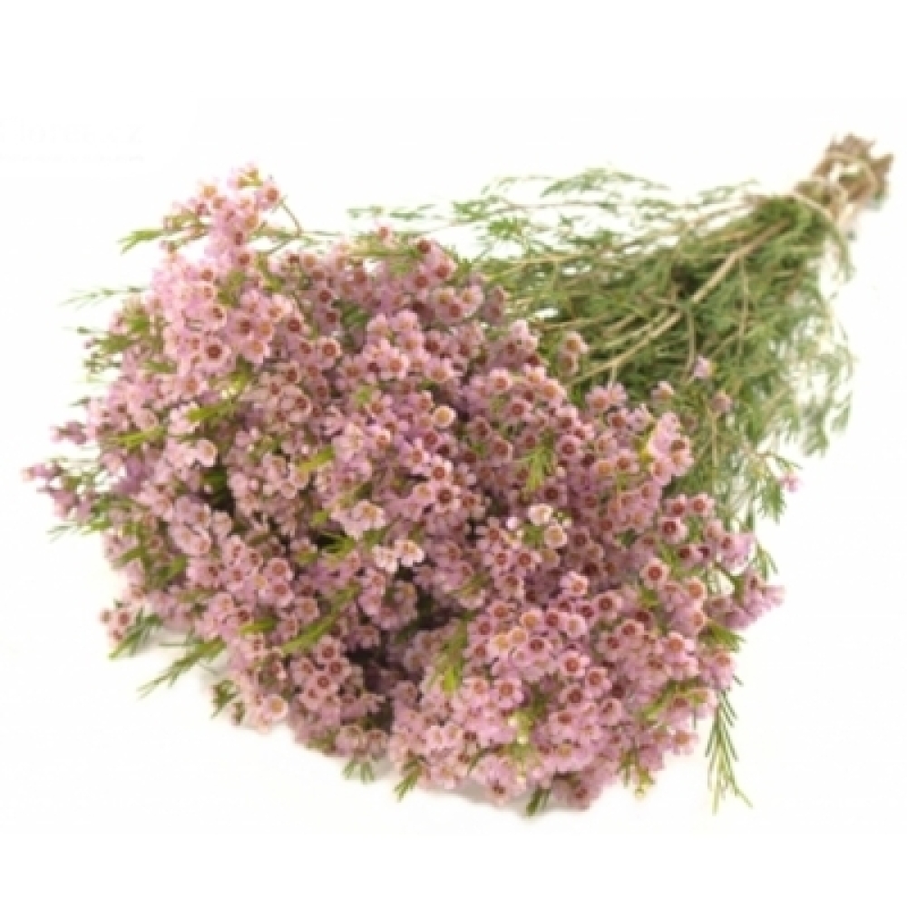 Voskáč ALOUANA 60 cm / 35 g