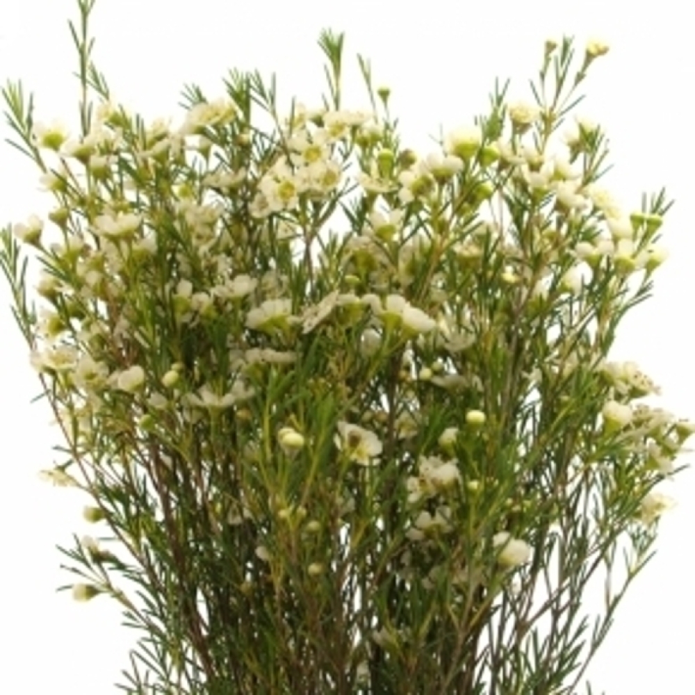 Voskáč MEGALOPETALUM SEXY ICE 60 cm / 30 g