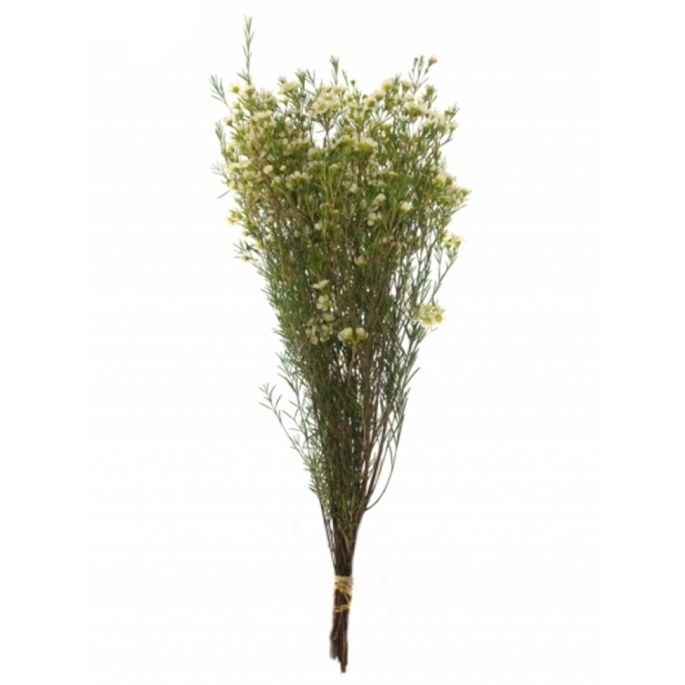 Voskáč MEGALOPETALUM SEXY ICE 60 cm / 30 g