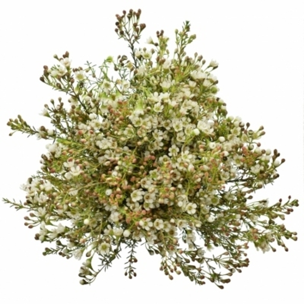 Voskáč MEGALOPETALUM SIRIUS 60cm/35g