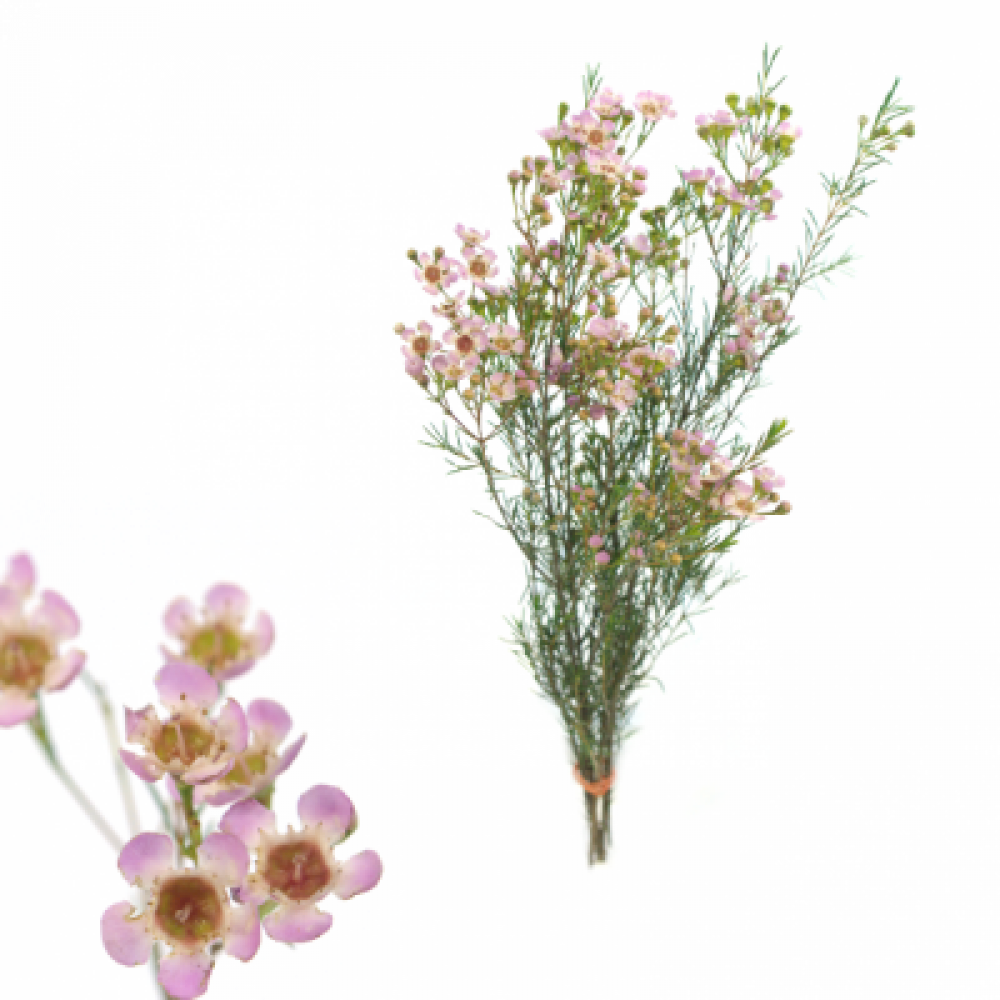 Voskáč UNCINATUM SEXY BLOOM