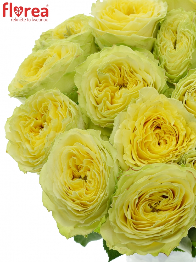Žlutá růže LEMON ZESTE 60cm (XXL)