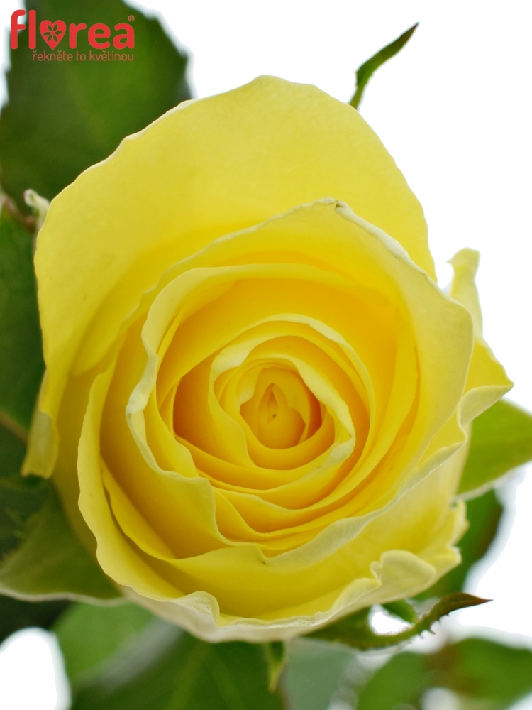 Žlutá růže MINION ROSE 50cm (M)